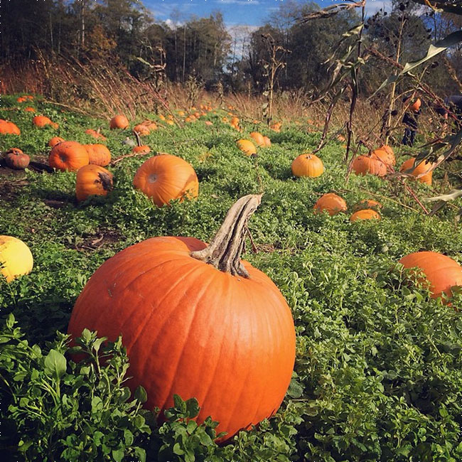 Food for Thought Garden - Sources