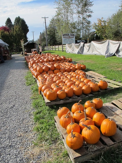 102 rondriso farms